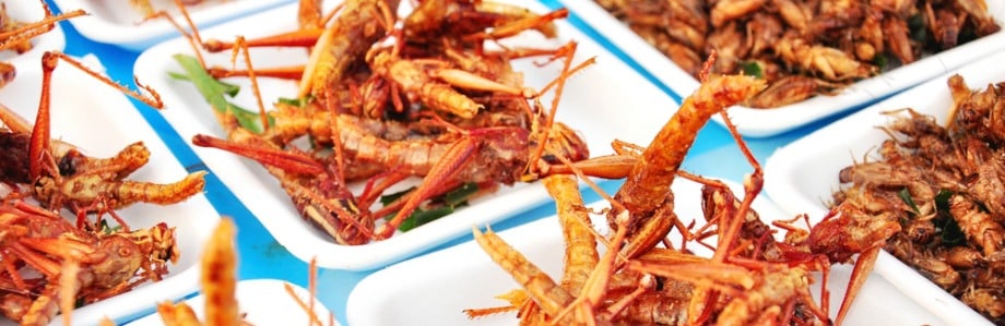 Hoe veilig is het eten van insecten? - Food in action