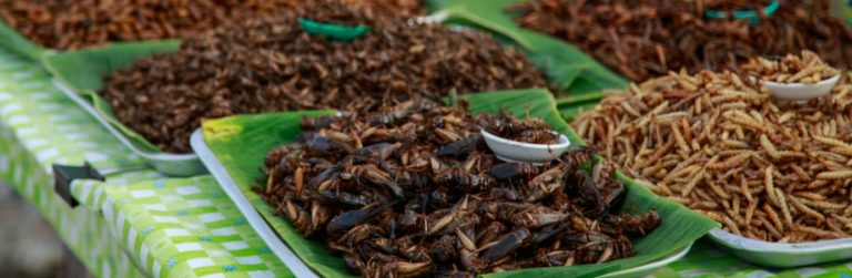 Les insectes sont-ils plus sains que la viande? | Food in Action